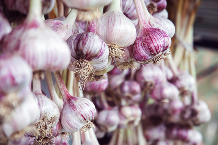 Understanding Garlic Intolerance: Symptoms, Causes & Tests – Supply Life